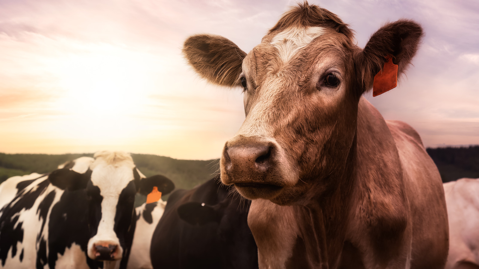 Tillamook Has Been Around Longer Than You Might Think