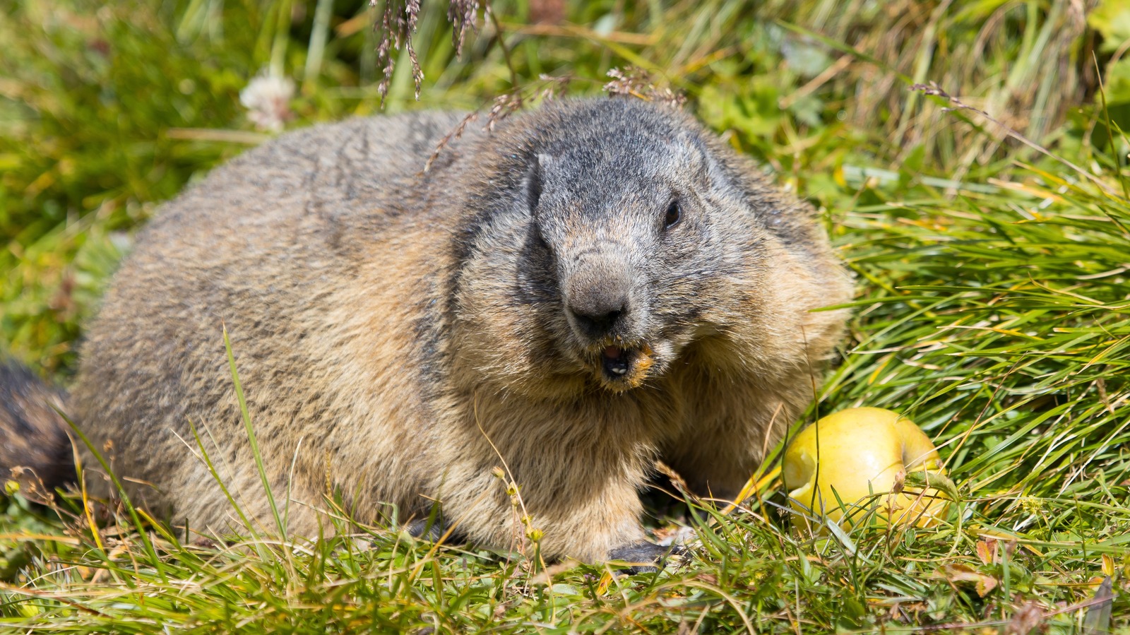 Apples Are The Secret To Getting Rid Of Groundhogs In Your Yard