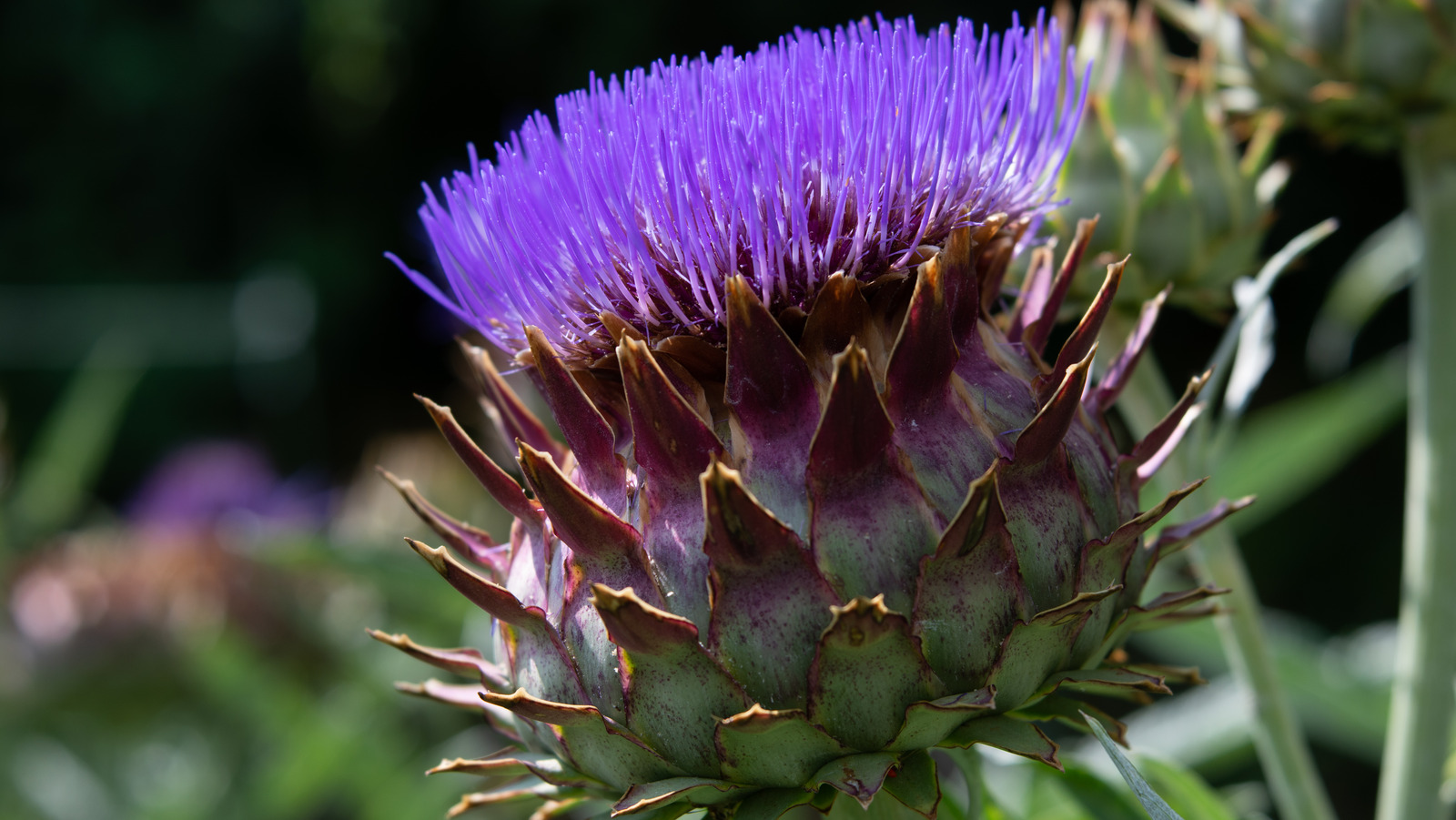 What Are Cardoons And What's The Best Way To Cook With Them?