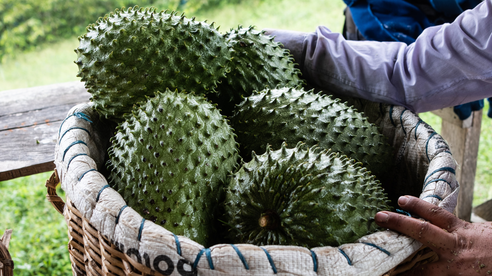 Soursop Soursop