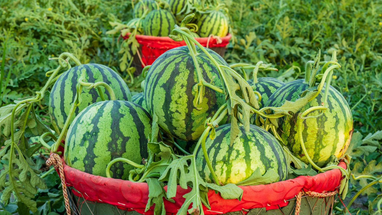What Is The Sweetest Variety Of Watermelon?