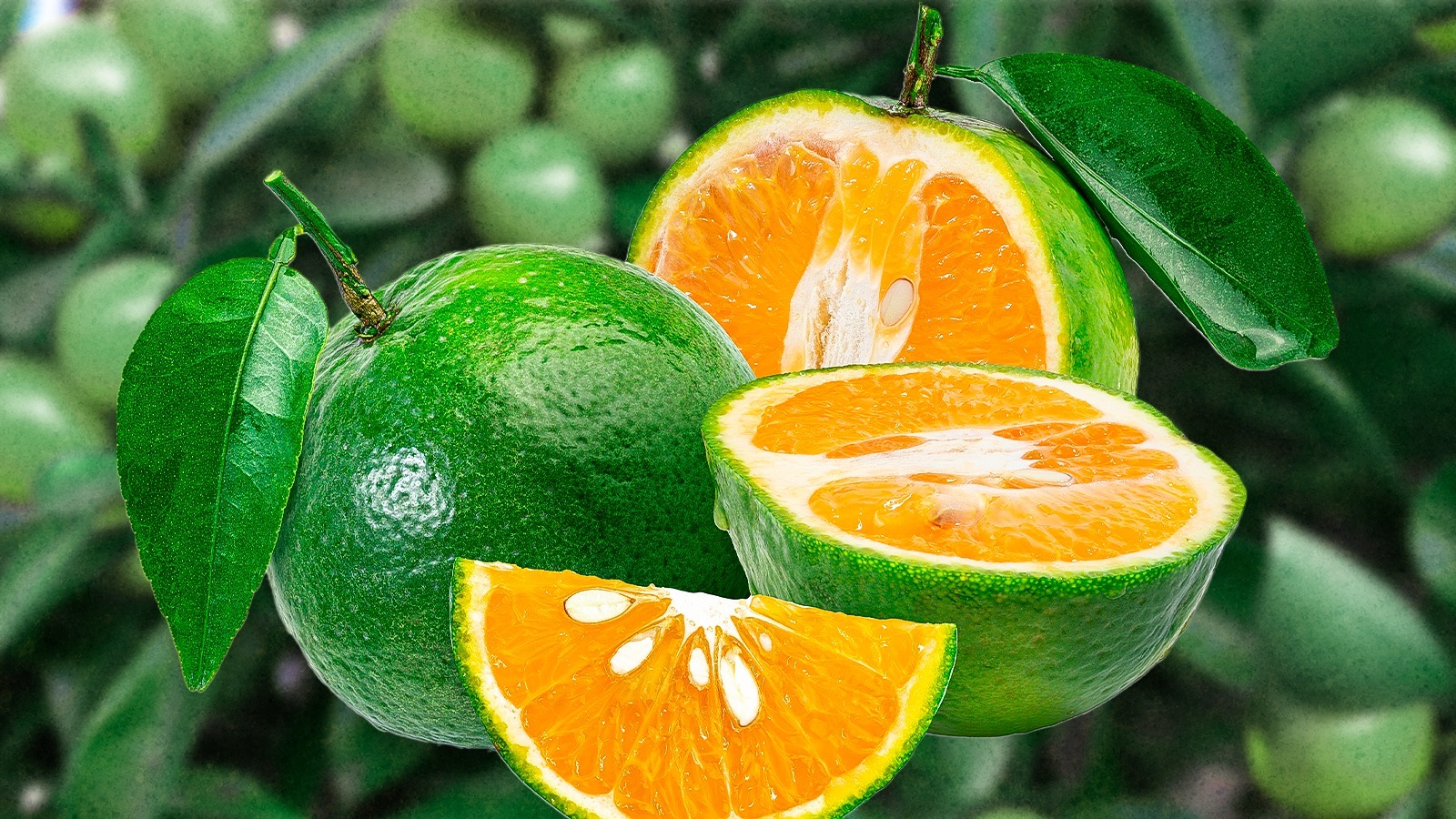 What Makes Calamansi So Unique From Other Citrus Fruits?
