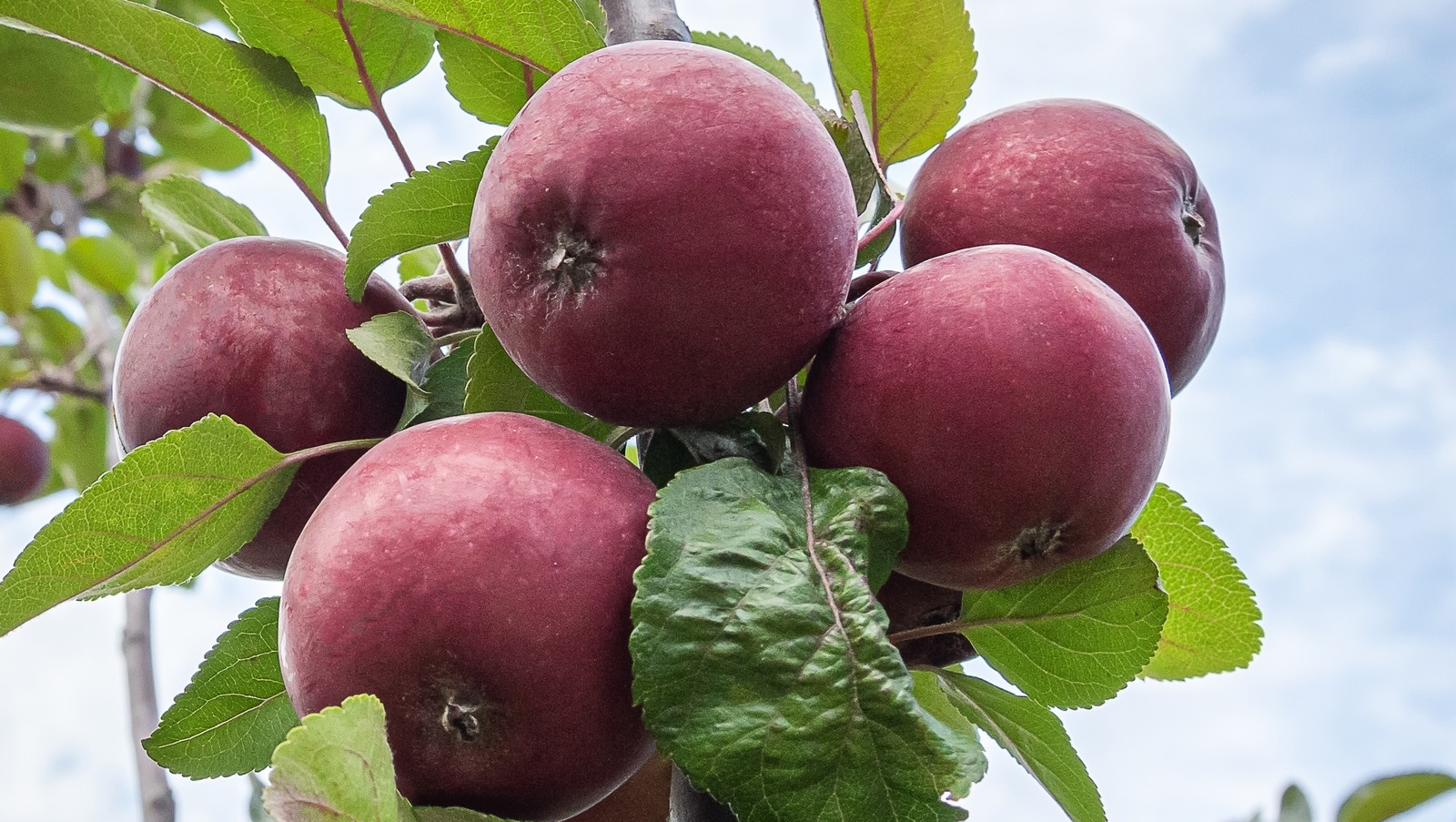 What Makes Firecracker Apples Unique