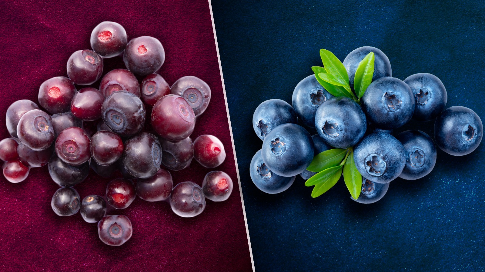 What Truly Sets Huckleberries Apart From Blueberries