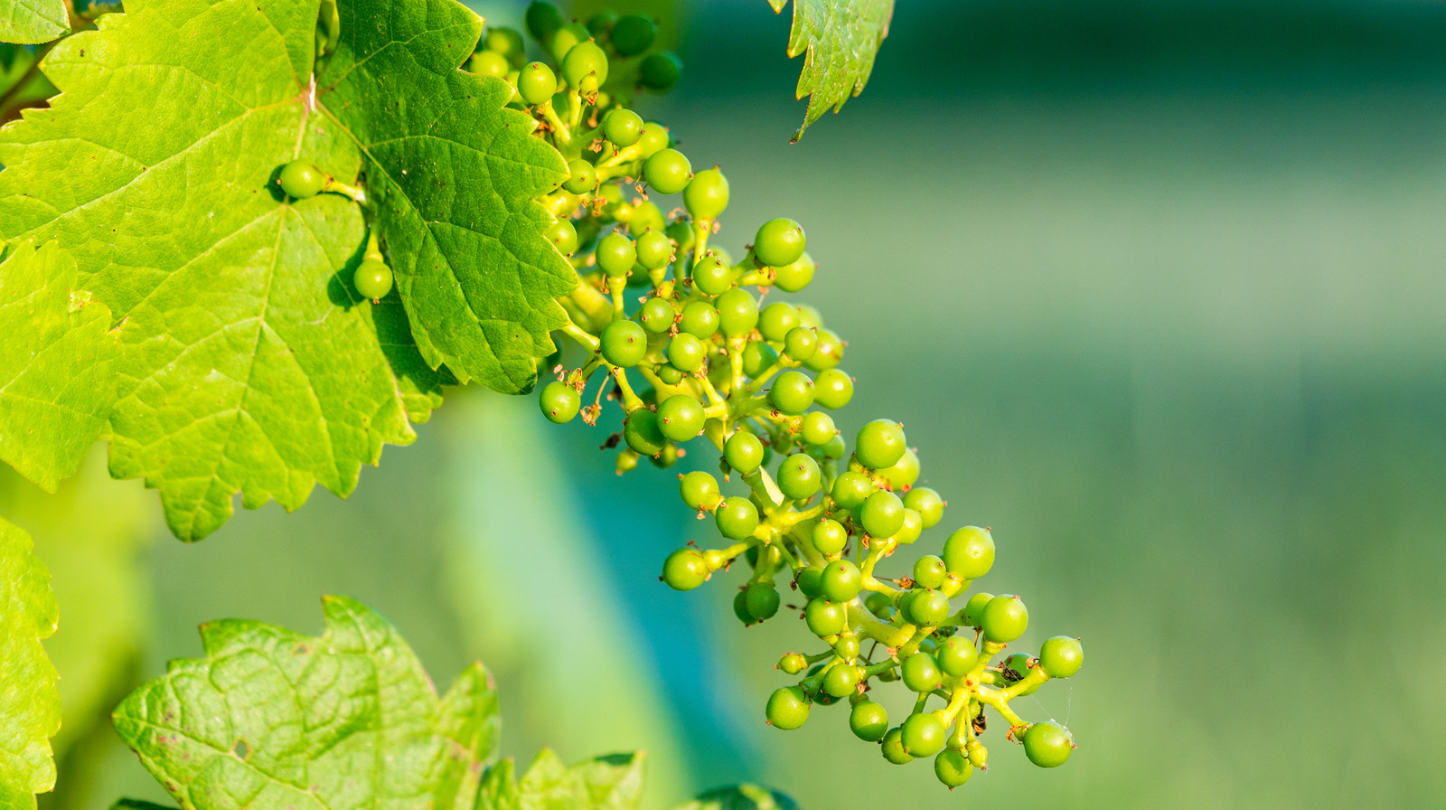 What's The Best Way To Cook With The Tangy Ingredient Verjuice