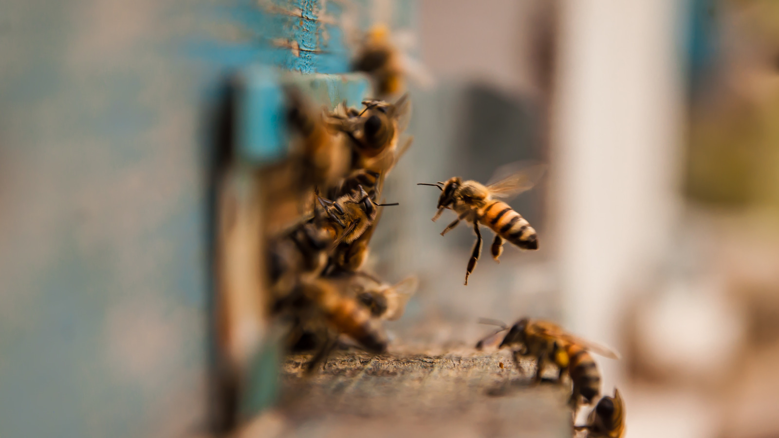 Why Bees Are So Vital To The Food Chain?