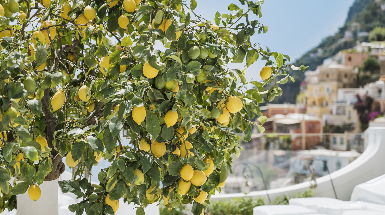 Sorrento Lemons Are Different Due To The Soil In Which They Are Grown