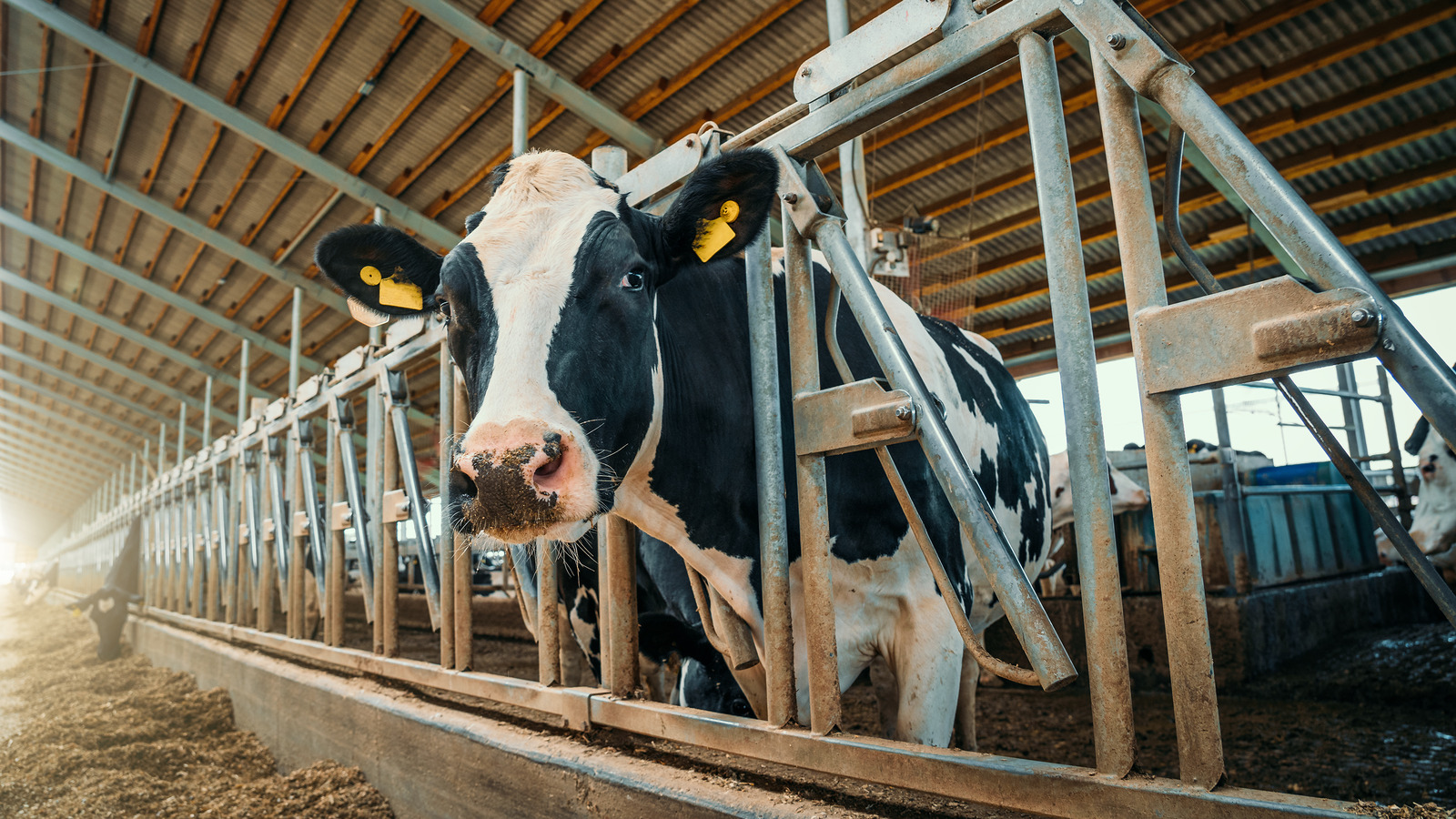 Why Experts Say Biden's Policy For Eliminating Farm Animal Waste Has ...