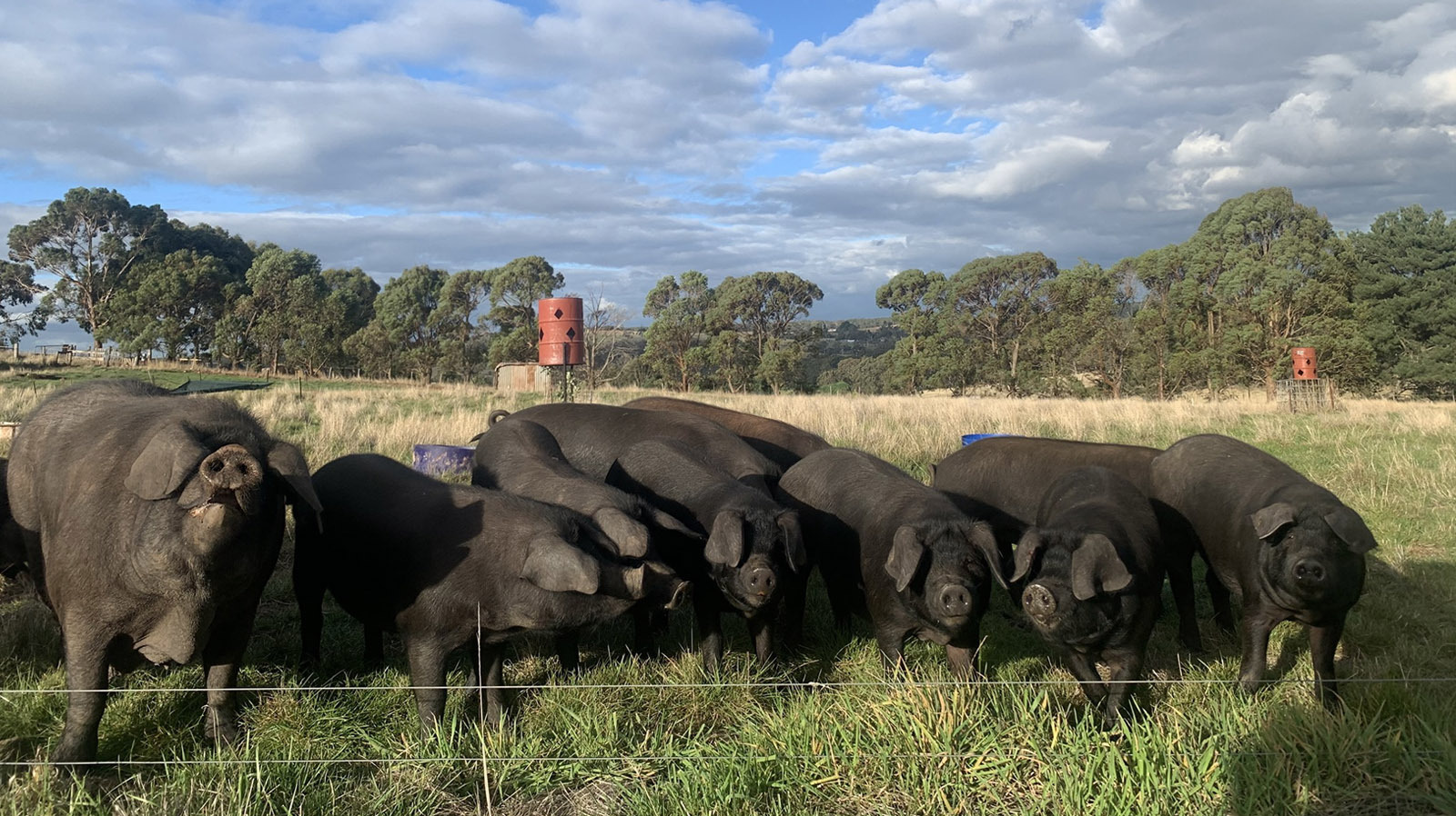 Why Melbourne's Jonai Farms CSA Has A 20-Year Wait List
