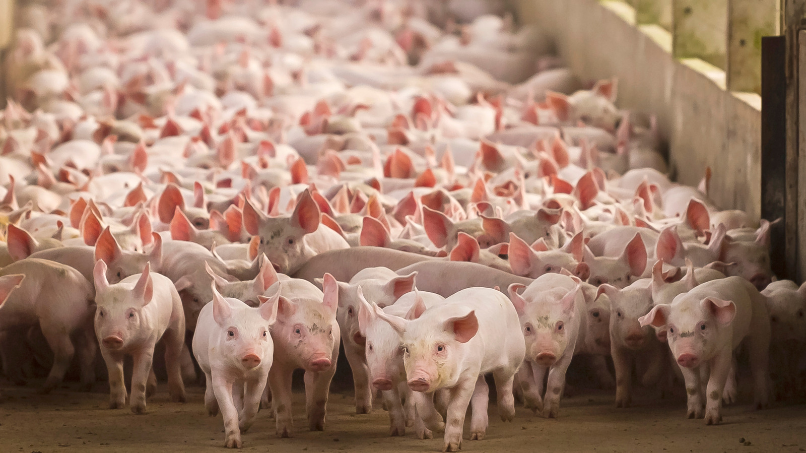 Why The UK's Pork Industry Is In Crisis