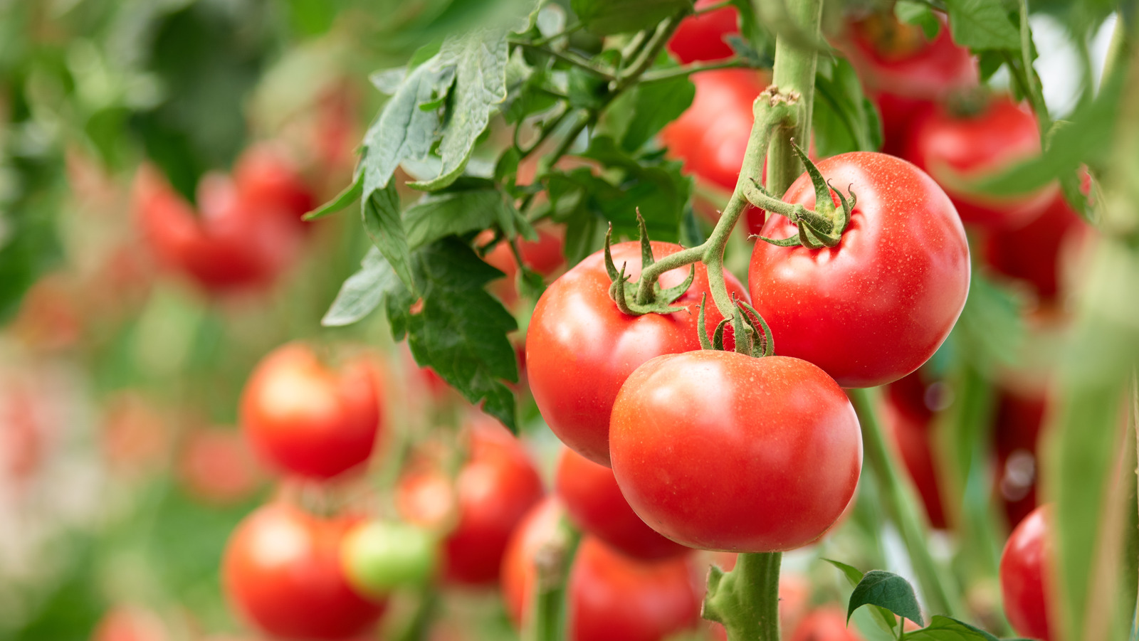 Why Tomato Is The Seasonal Darling Of The Craft Cocktail World