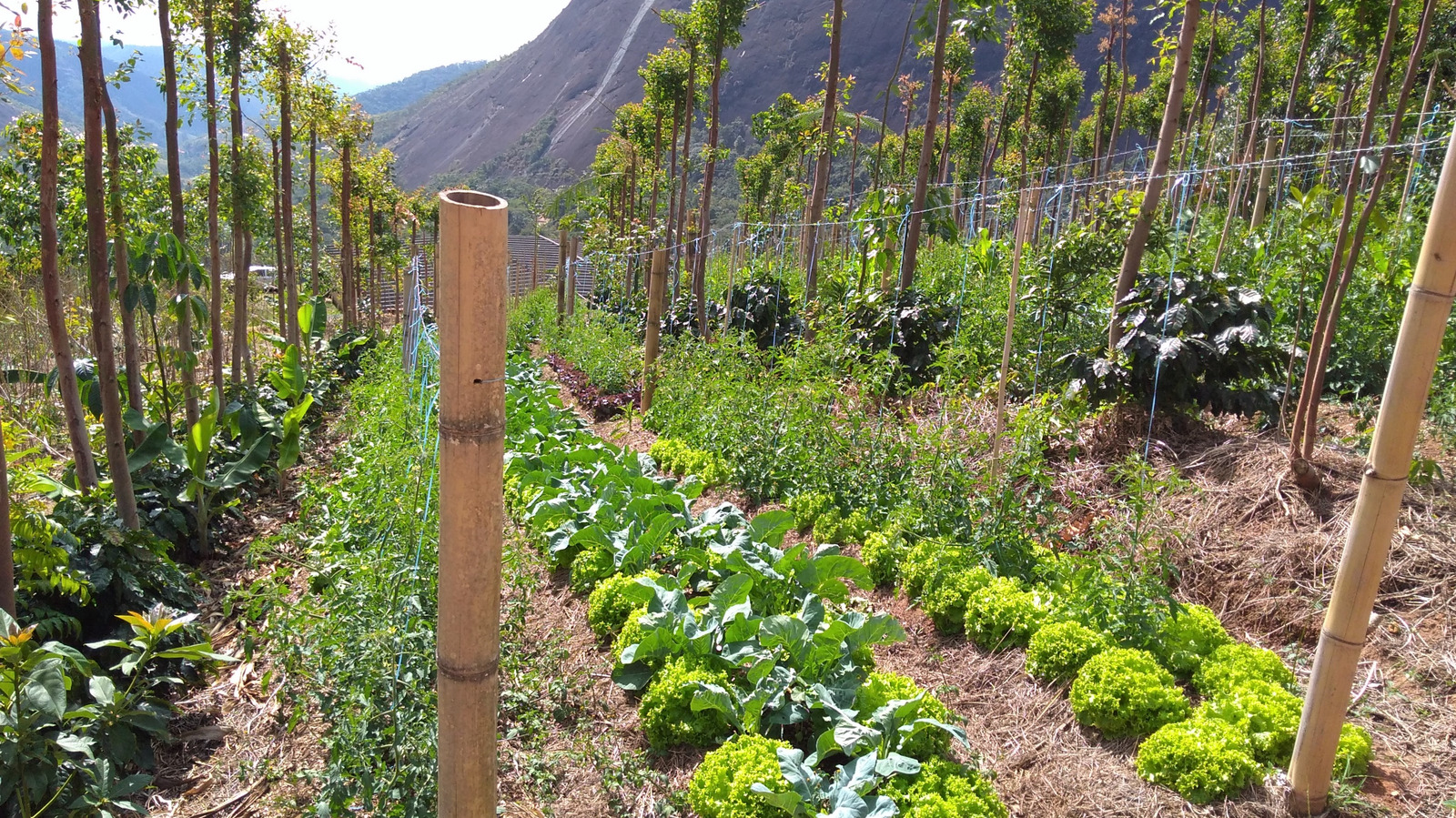 Why Trees And Forests May Be Key To A Stronger Food System