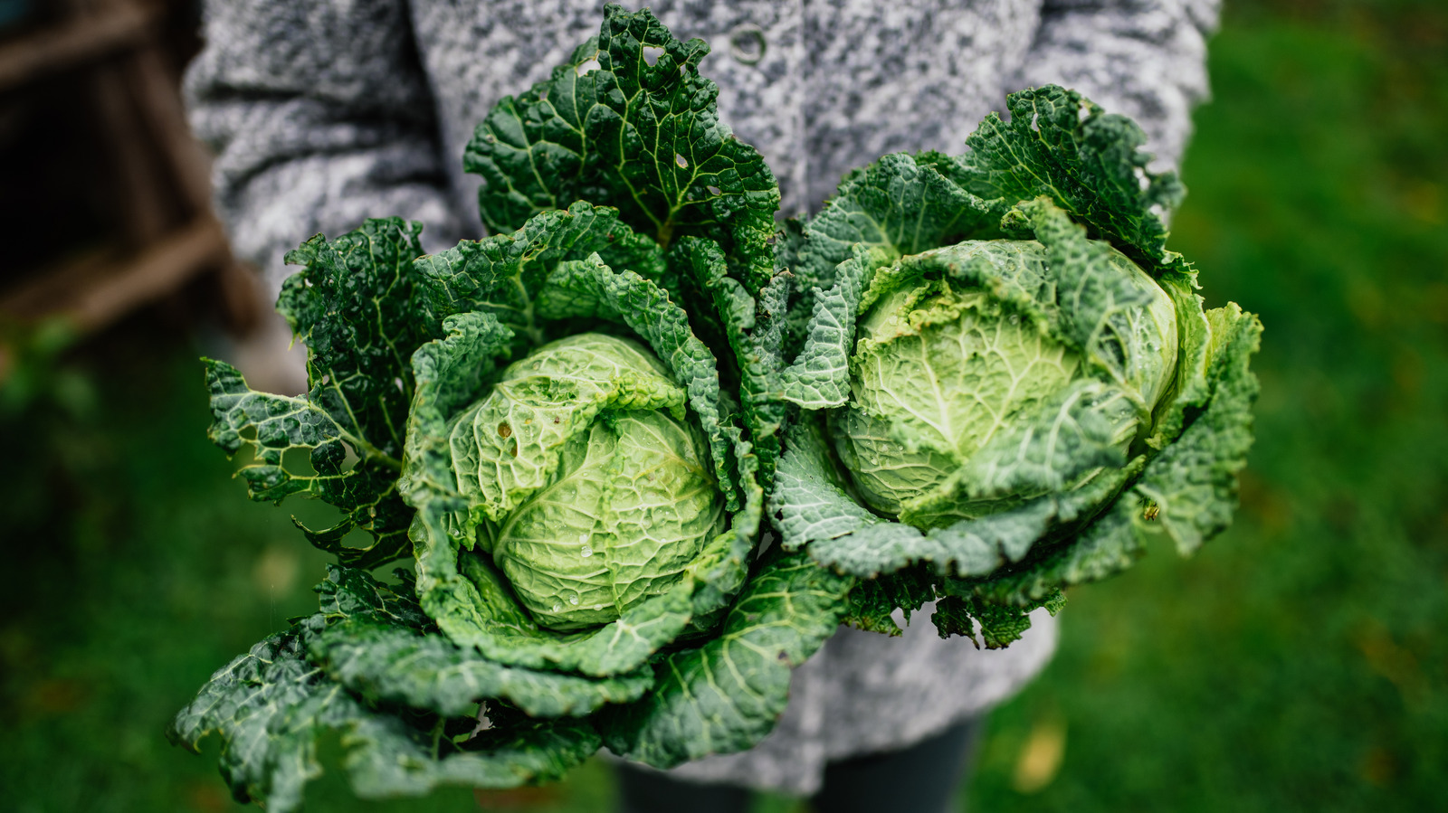You May Be Able To Thank The Ancient Celts For Cabbage