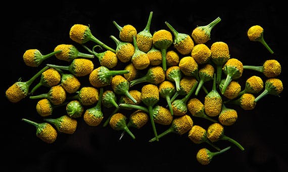 What Are Edible Flowers? Plus Cooking Ideas And Tips