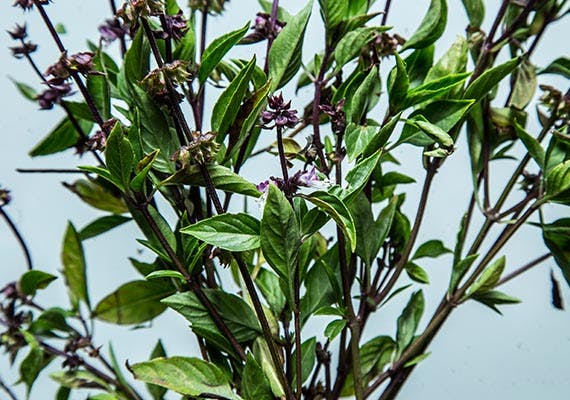 A Market Guide To Basil Types With Cooking Tips