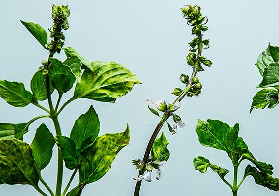 A Market Guide To Basil Types With Cooking Tips