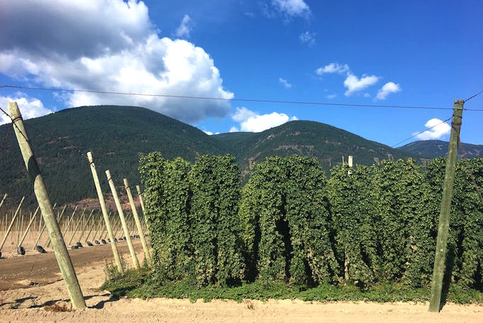 How Hops Are Harvested